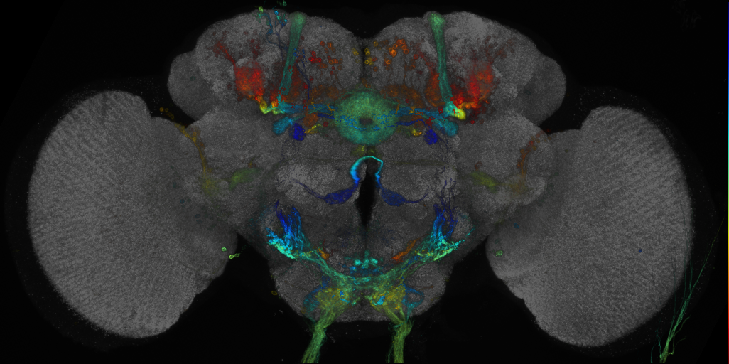 FlyBase Recombinant Construct Report: P{GMR33A12-GAL4}